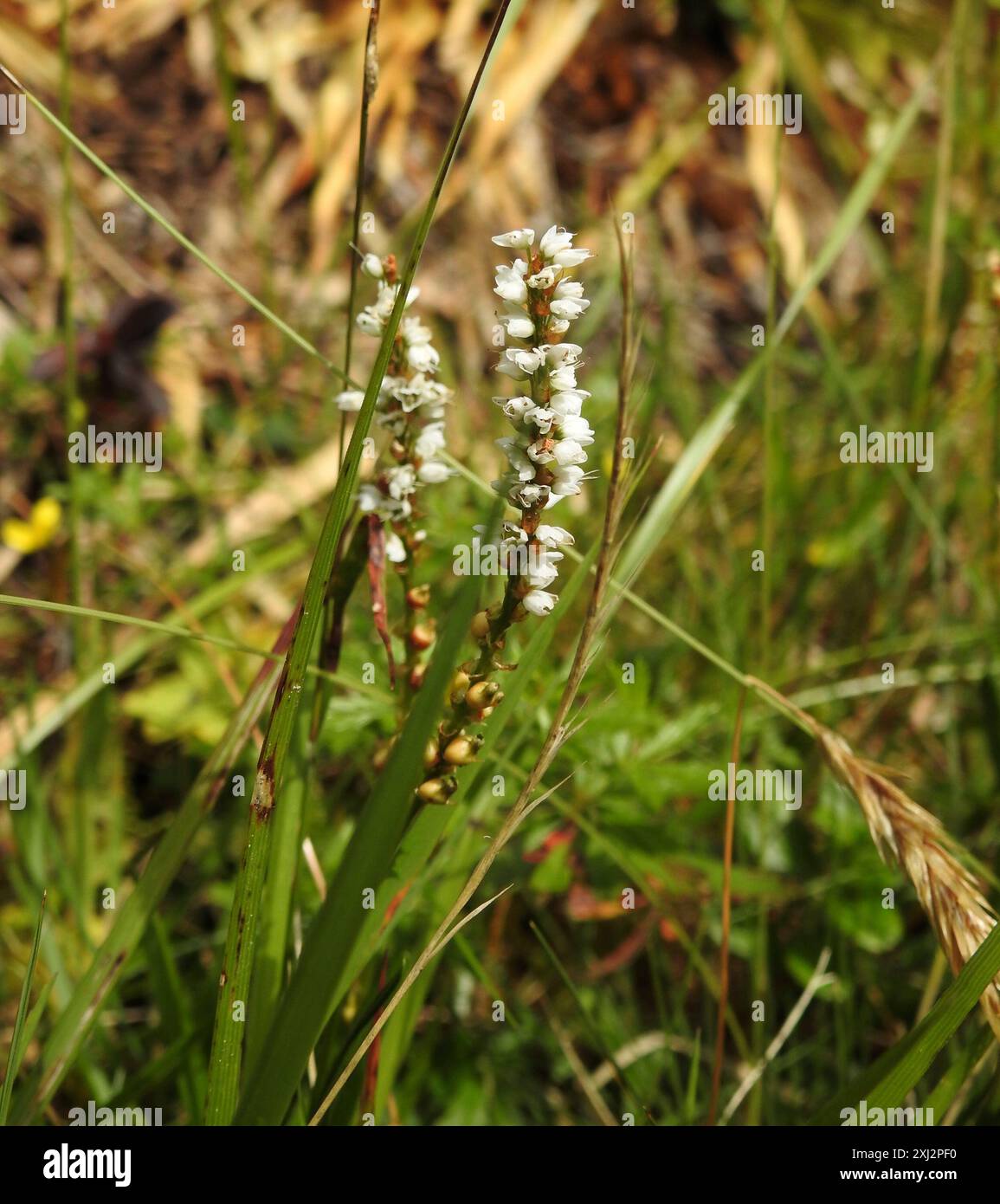 alpine bistort (Bistorta vivipara) Plantae Stock Photo - Alamy