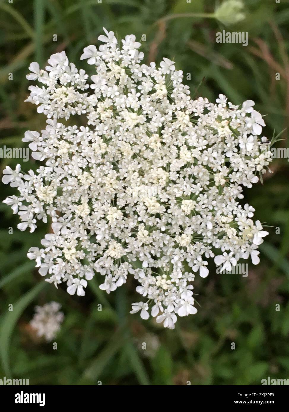 wild carrot (Daucus carota) Plantae Stock Photo - Alamy