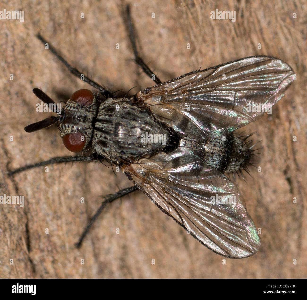 Bristle Flies (Tachinidae) Insecta Stock Photo - Alamy