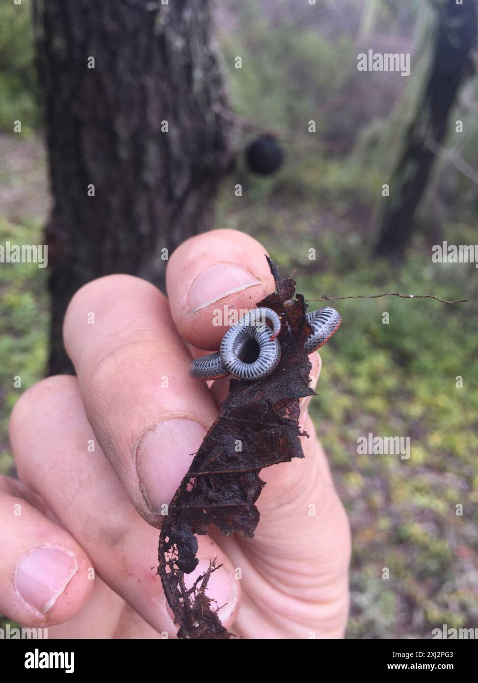 Sharp-tailed Snake (Contia tenuis) Reptilia Stock Photo - Alamy