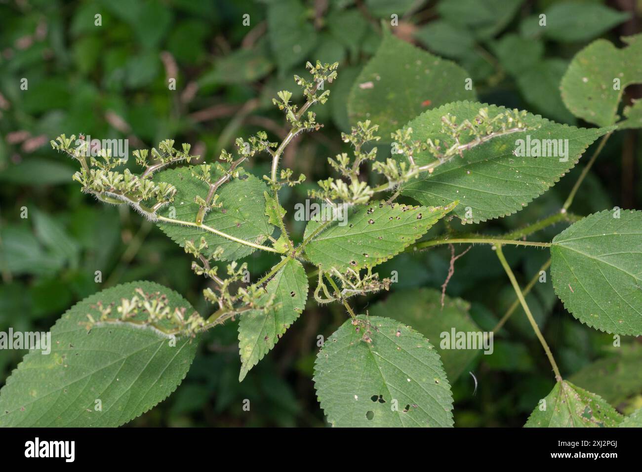 wood nettle (Laportea canadensis) Plantae Stock Photo - Alamy