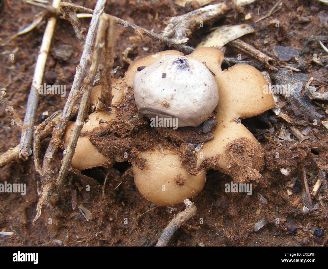 Rounded earthstar hi-res stock photography and images - Alamy