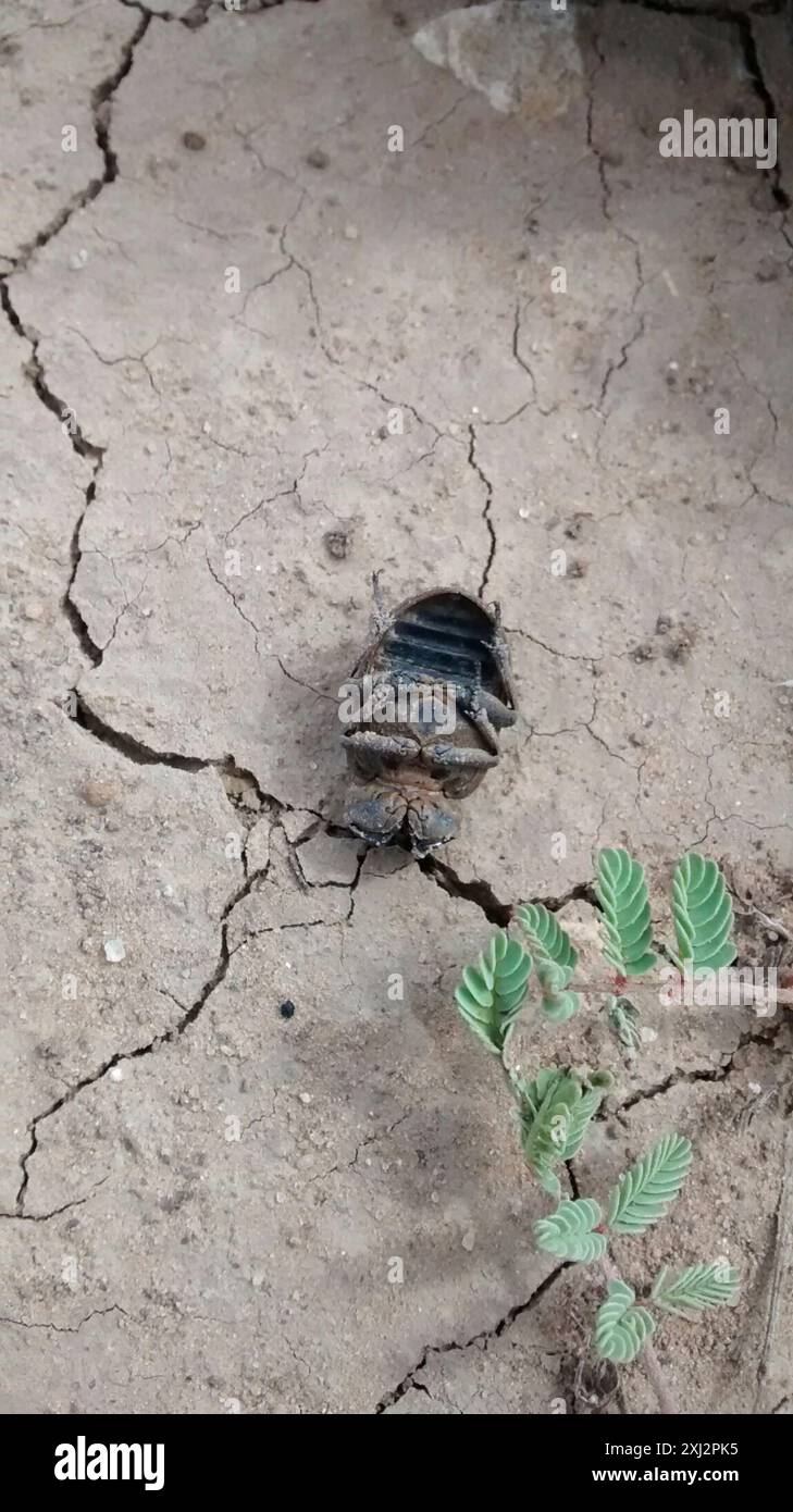 Carcass Beetles (Omorgus) Insecta Stock Photo - Alamy