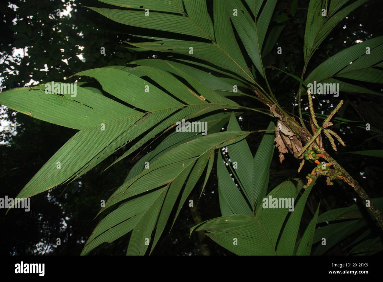 (Geonoma congesta) Plantae Stock Photo - Alamy