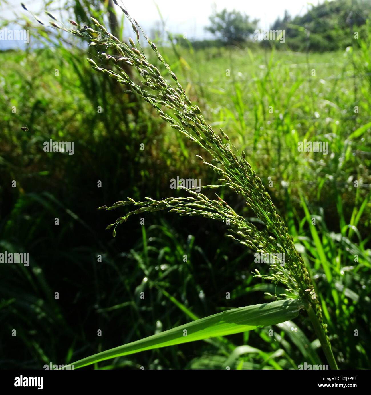 guinea grass (Megathyrsus maximus) Plantae Stock Photo - Alamy
