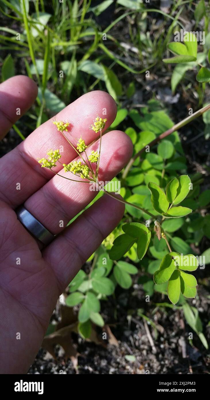 yellow pimpernel (Taenidia integerrima) Plantae Stock Photo - Alamy