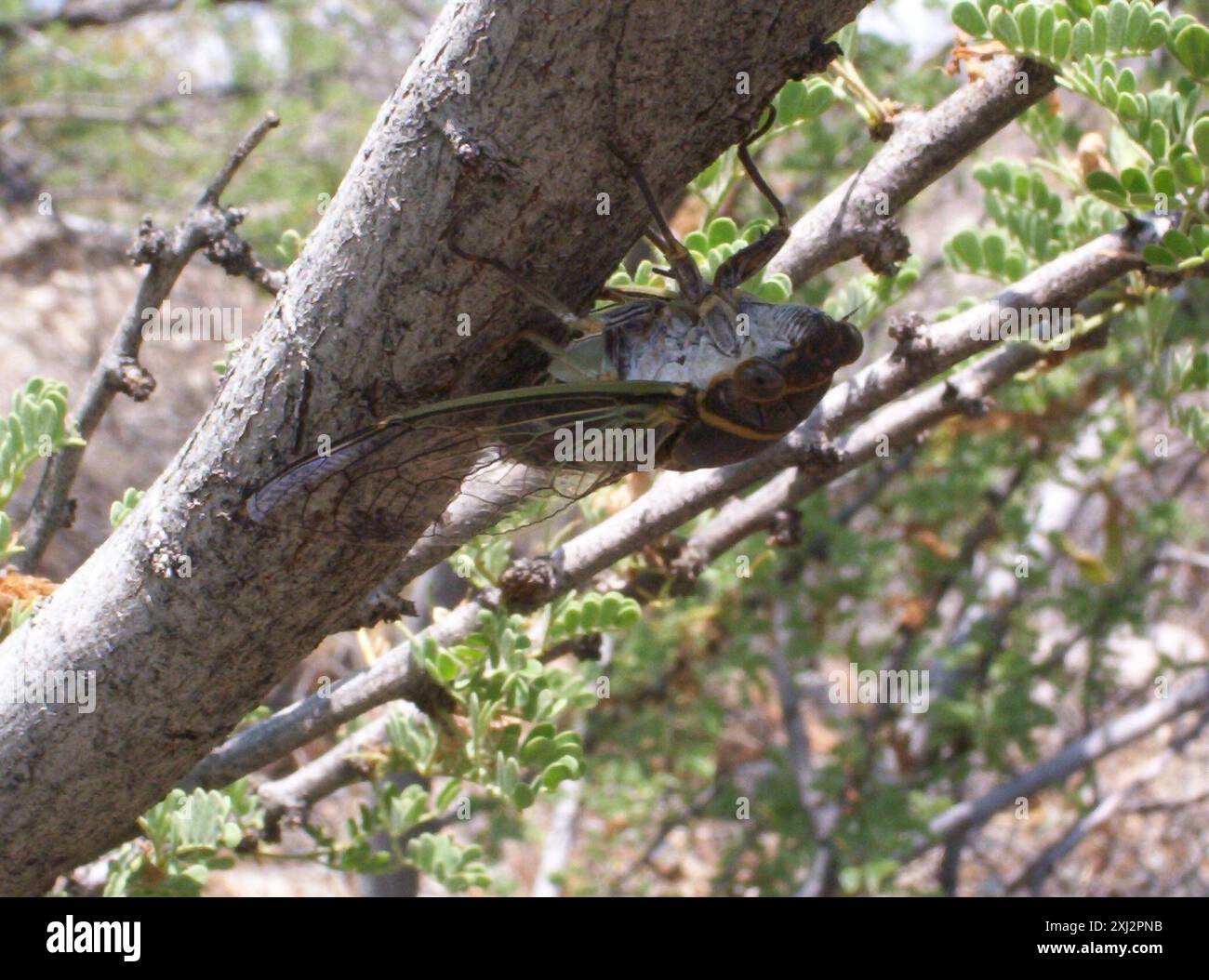 Diceroprocta apache hi-res stock photography and images - Alamy