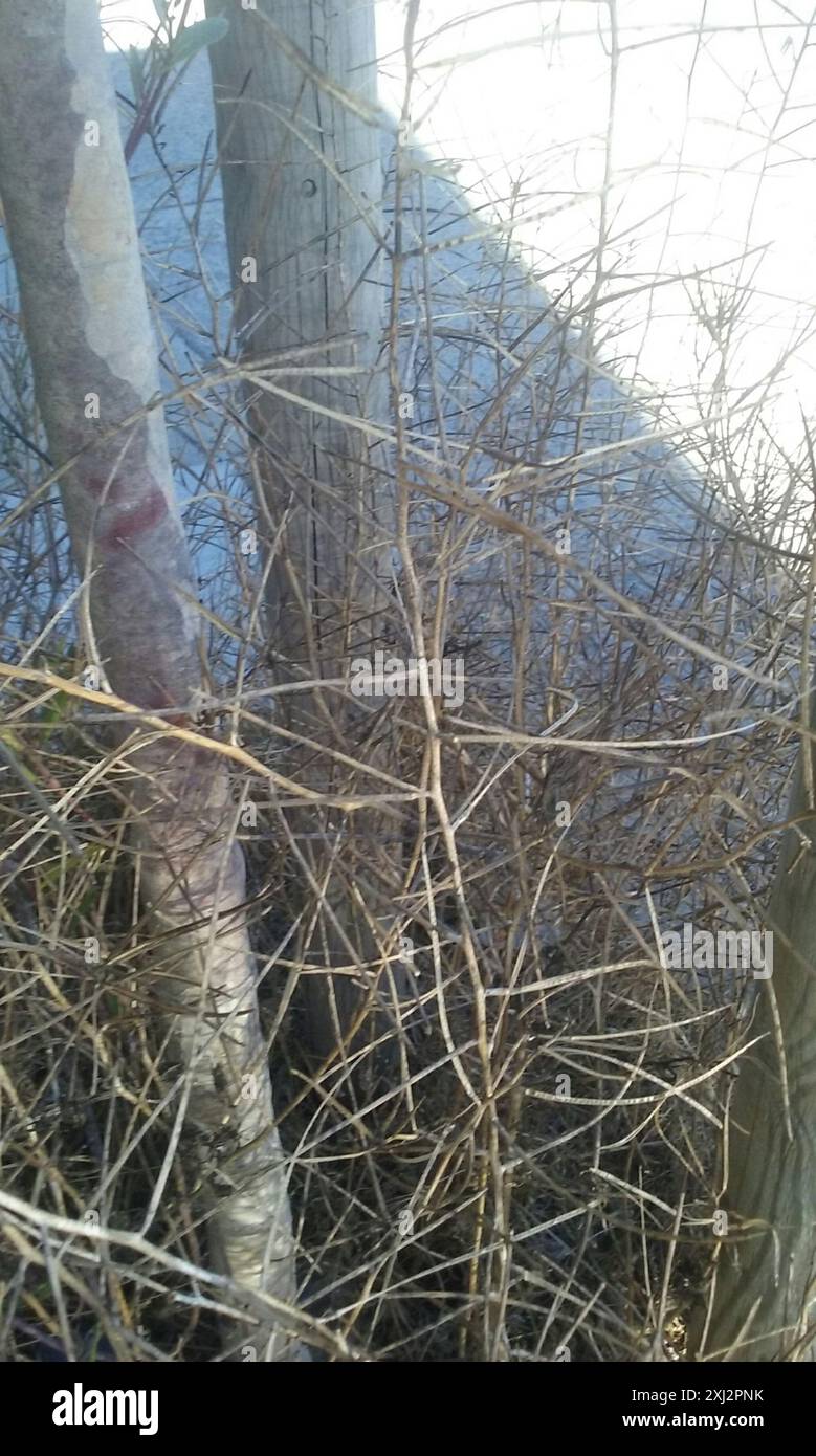 London rocket (Sisymbrium irio) Plantae Stock Photo - Alamy
