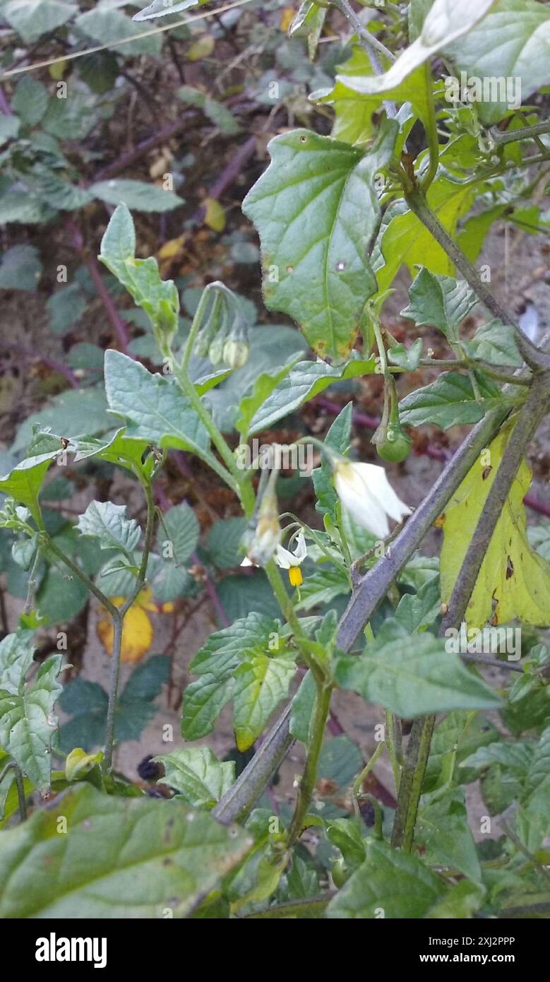 greenspot nightshade (Solanum douglasii) Plantae Stock Photo - Alamy