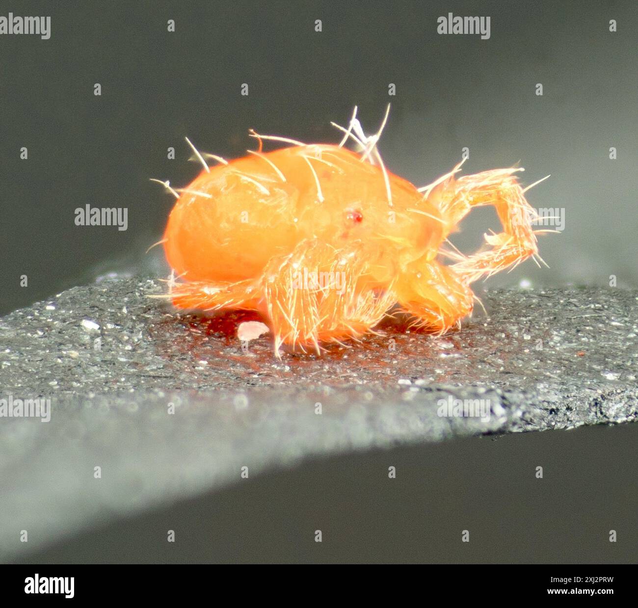 Mites and Ticks (Acari) Arachnida Stock Photo - Alamy