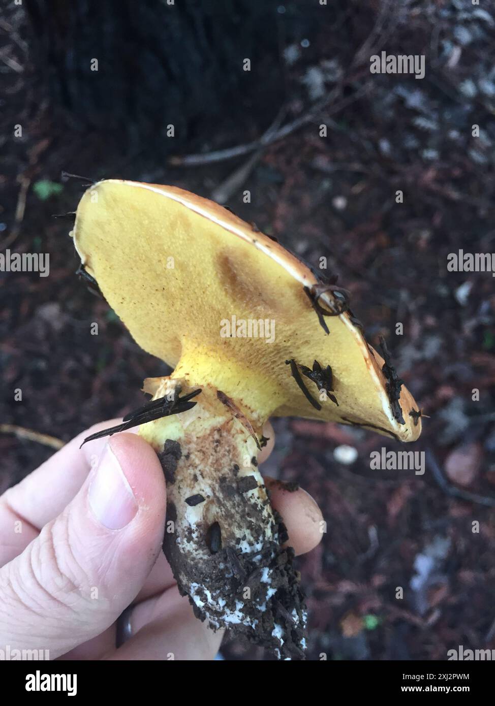 Fat Jack (Suillus caerulescens) Fungi Stock Photo - Alamy