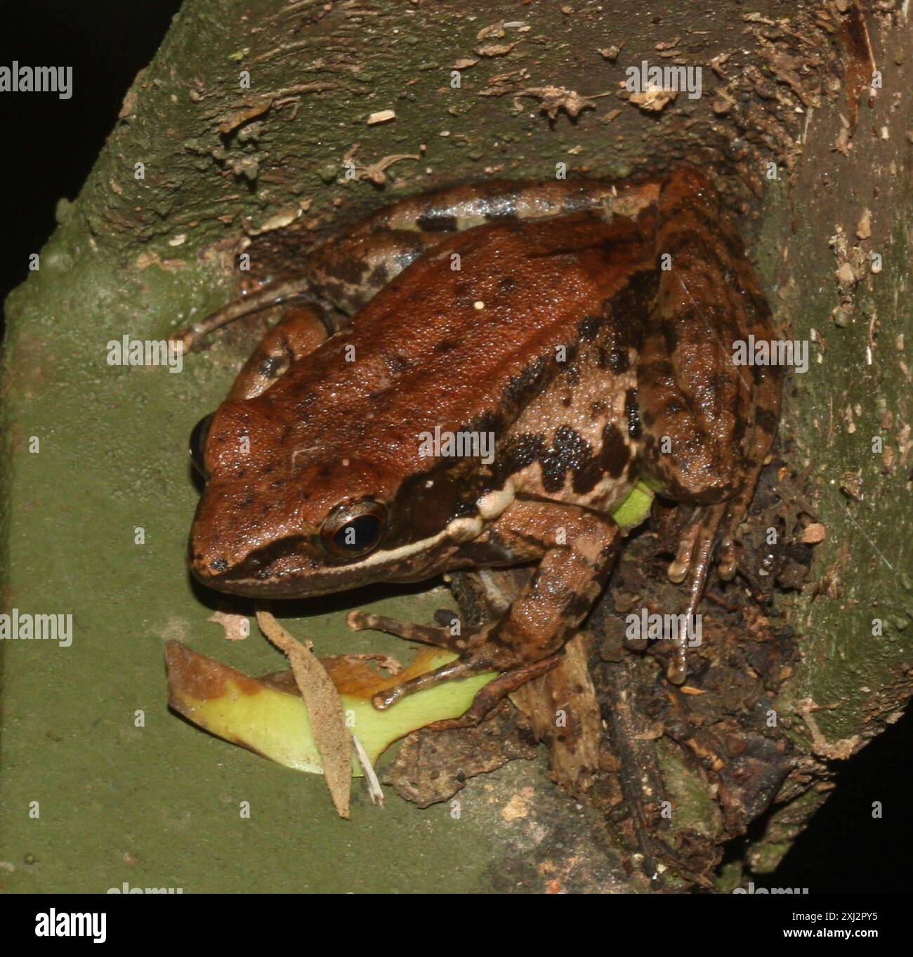 Black-striped Frog (Sylvirana nigrovittata) Amphibia Stock Photo - Alamy