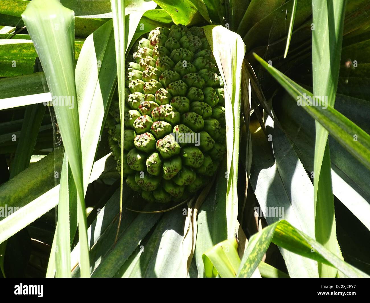 thatch screwpine (Pandanus tectorius) Plantae Stock Photo - Alamy
