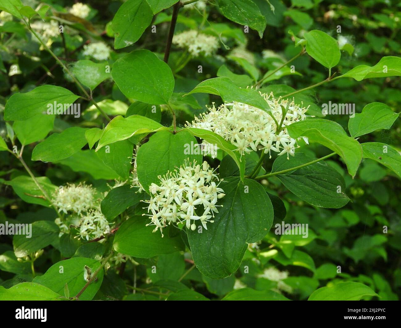 common dogwood (Cornus sanguinea) Plantae Stock Photo - Alamy