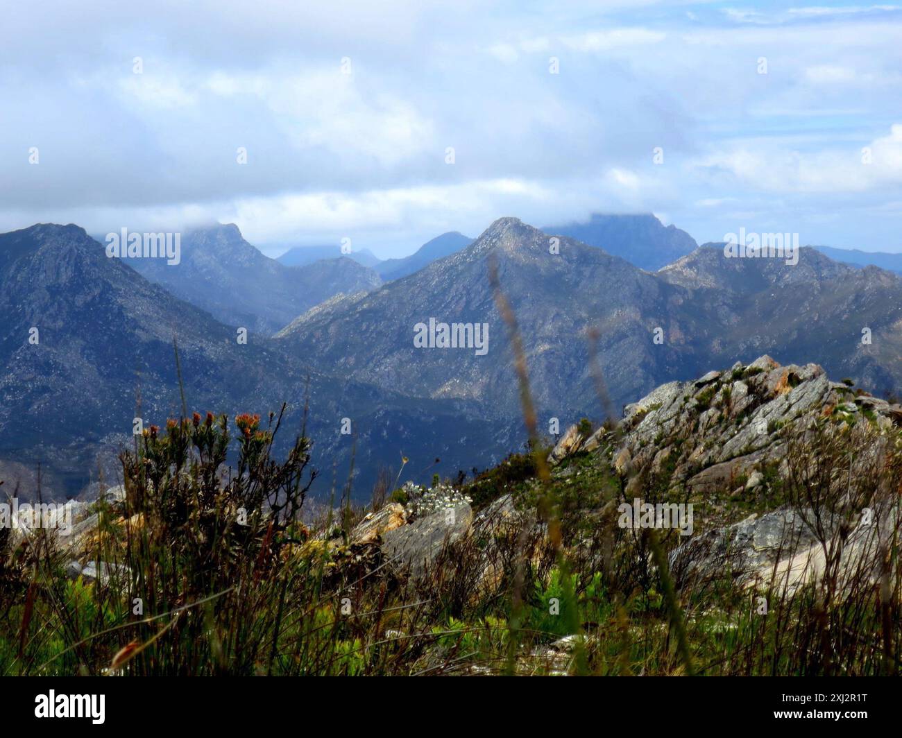 Cape everlasting (Phaenocoma prolifera) Plantae Stock Photo - Alamy