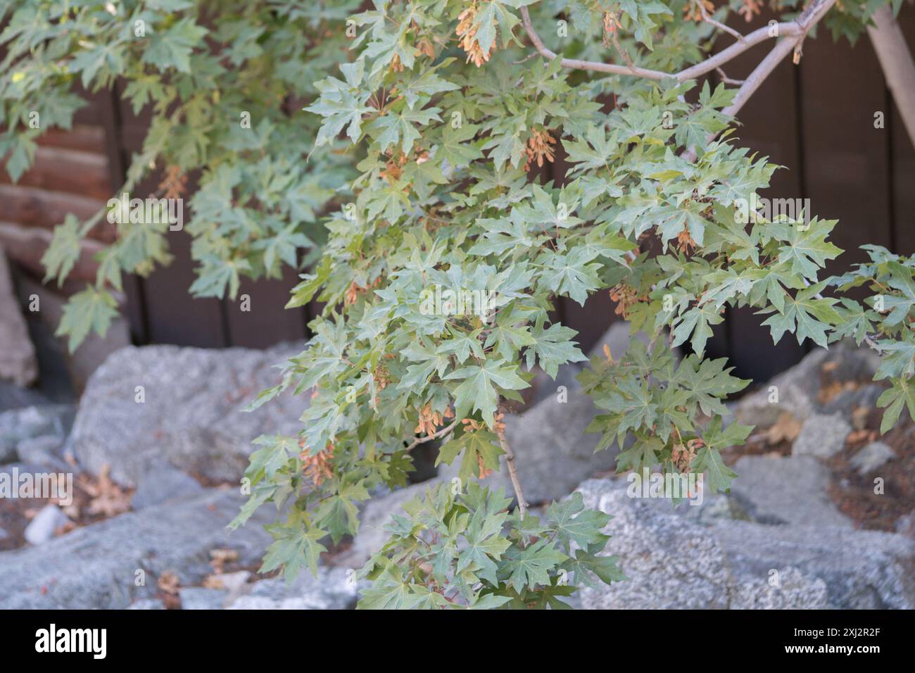 bigleaf maple (Acer macrophyllum) Plantae Stock Photo - Alamy
