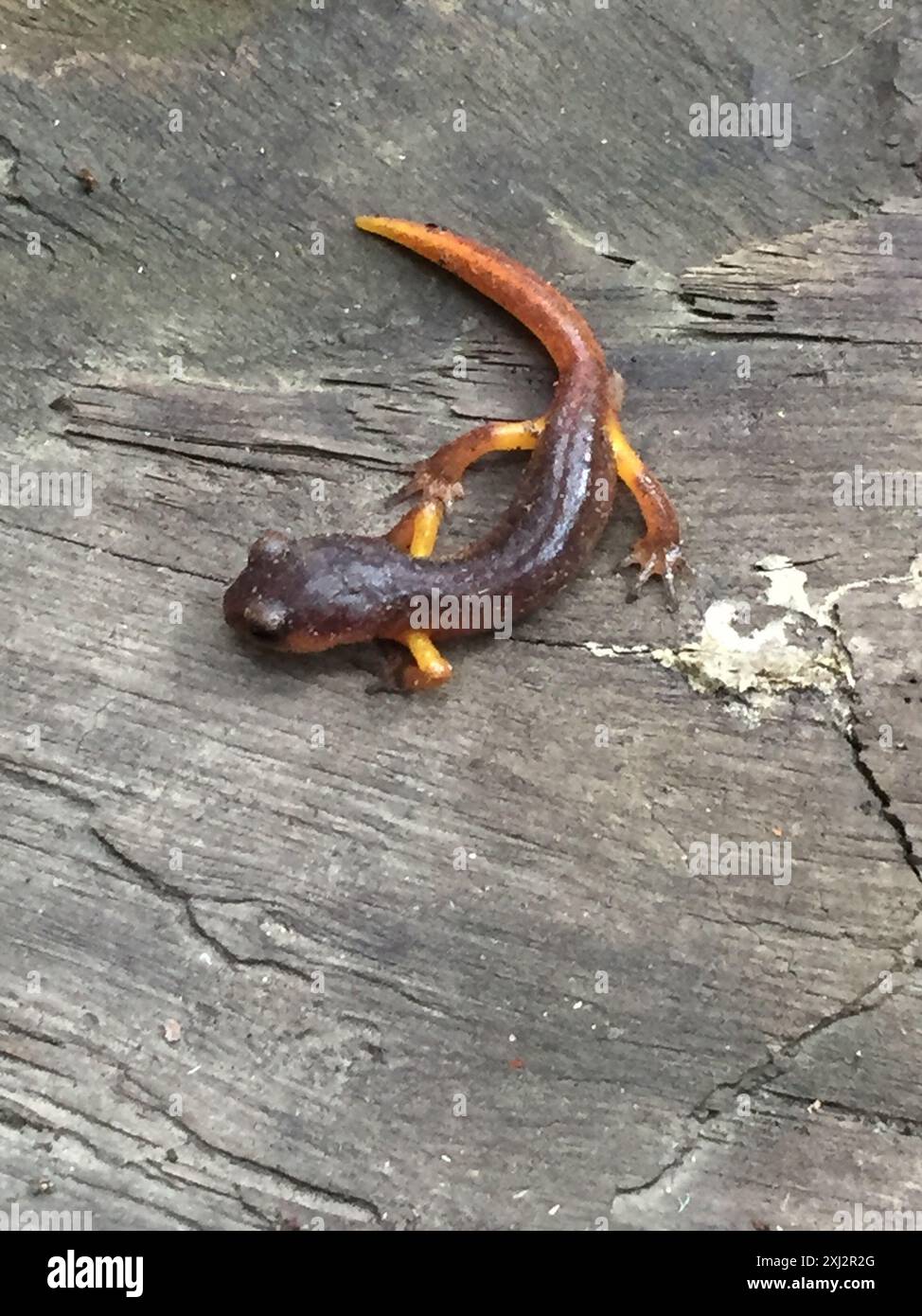 Ensatina (Ensatina eschscholtzii) Amphibia Stock Photo - Alamy