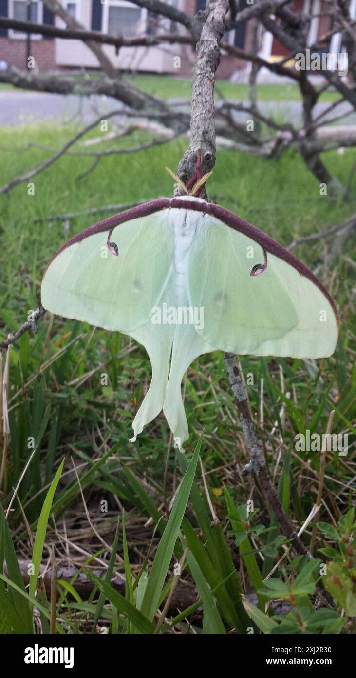 North American Luna Moth (Actias luna) Insecta Stock Photo - Alamy