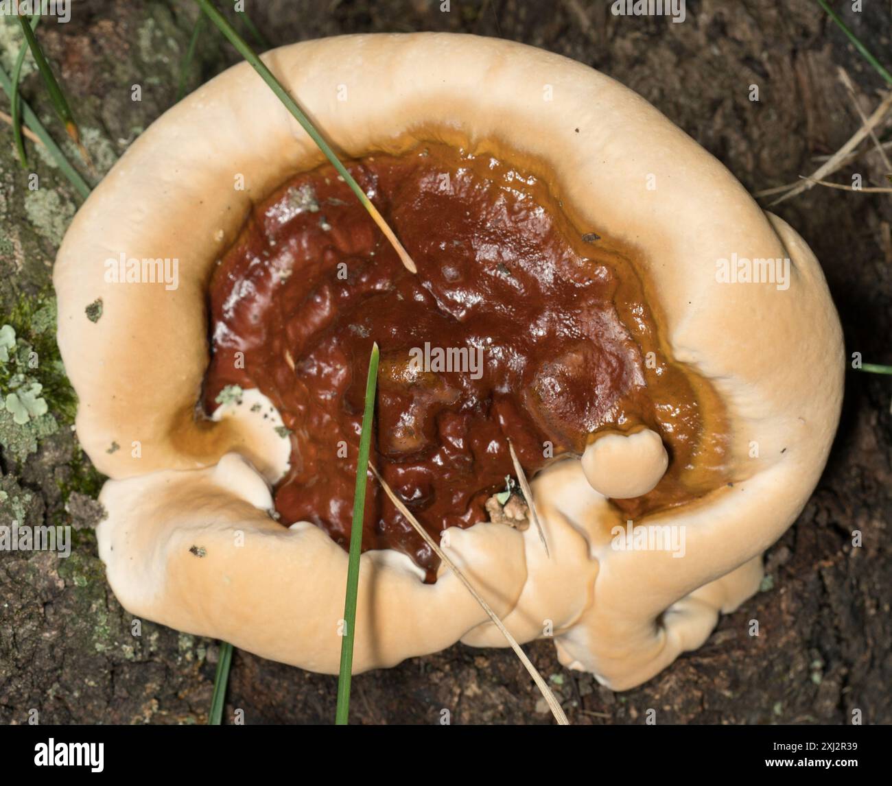 (Ganoderma sessile) Fungi Stock Photo - Alamy