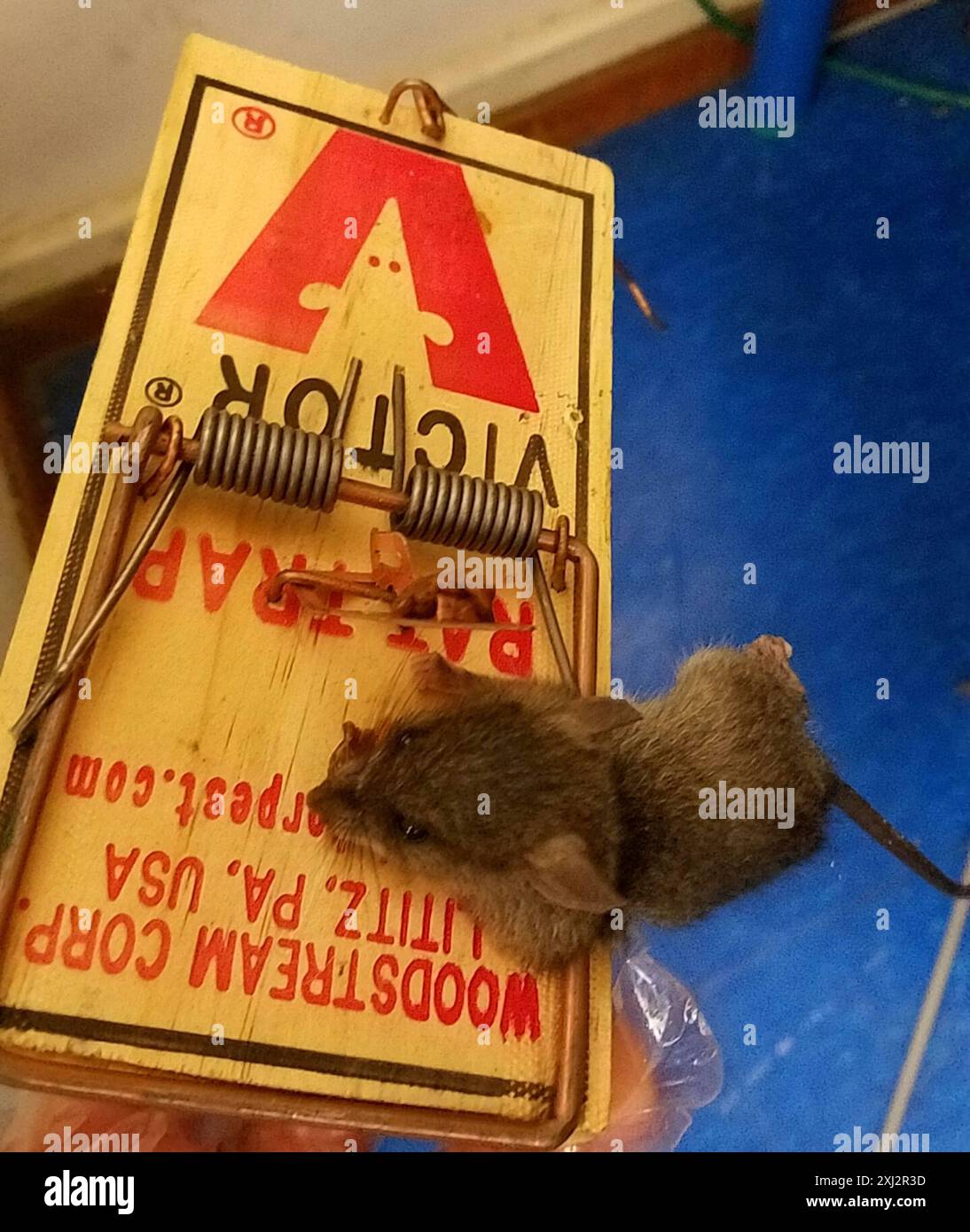 Old World Mice and Rats (Muridae) Mammalia Stock Photo - Alamy
