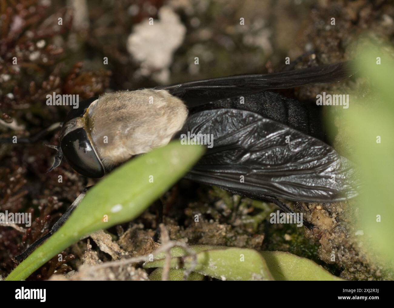 Western Black Horse Fly (Tabanus punctifer) Insecta Stock Photo - Alamy