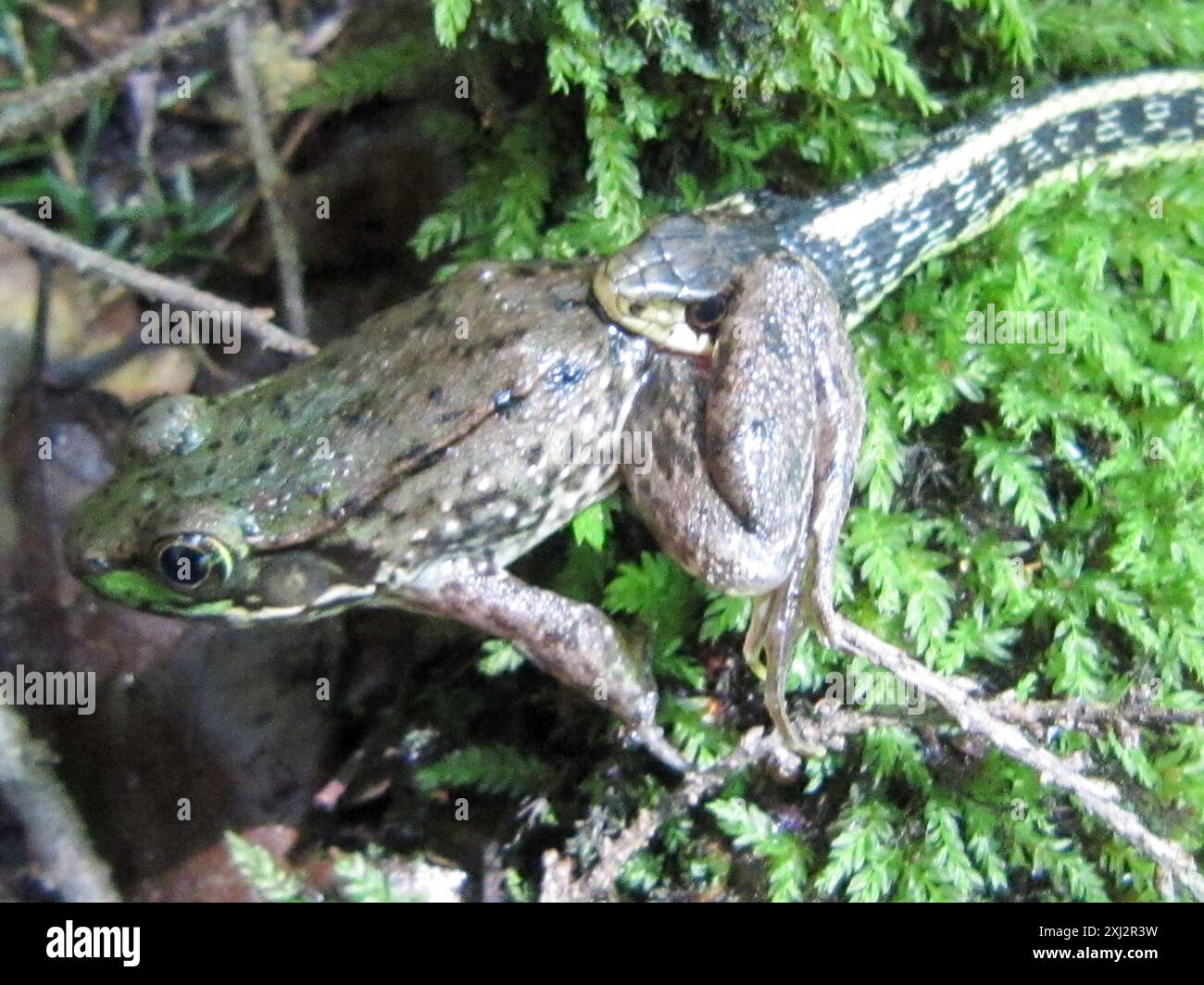 Common Garter Snake (Thamnophis sirtalis) Reptilia Stock Photo - Alamy