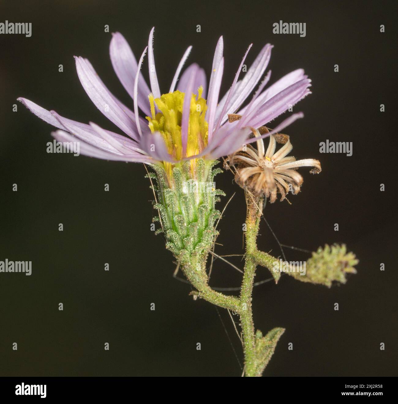 California Aster (Corethrogyne filaginifolia) Plantae Stock Photo - Alamy