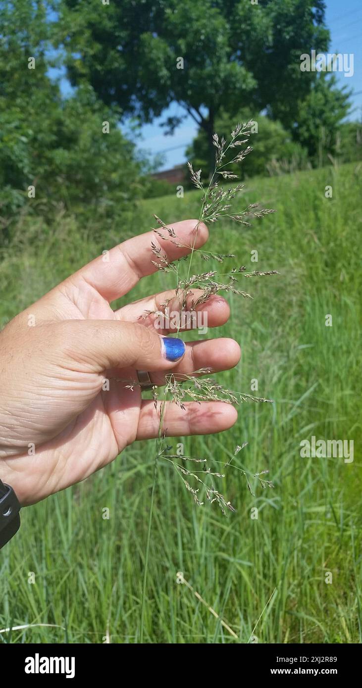 canadian bluejoint (Calamagrostis canadensis) Plantae Stock Photo - Alamy