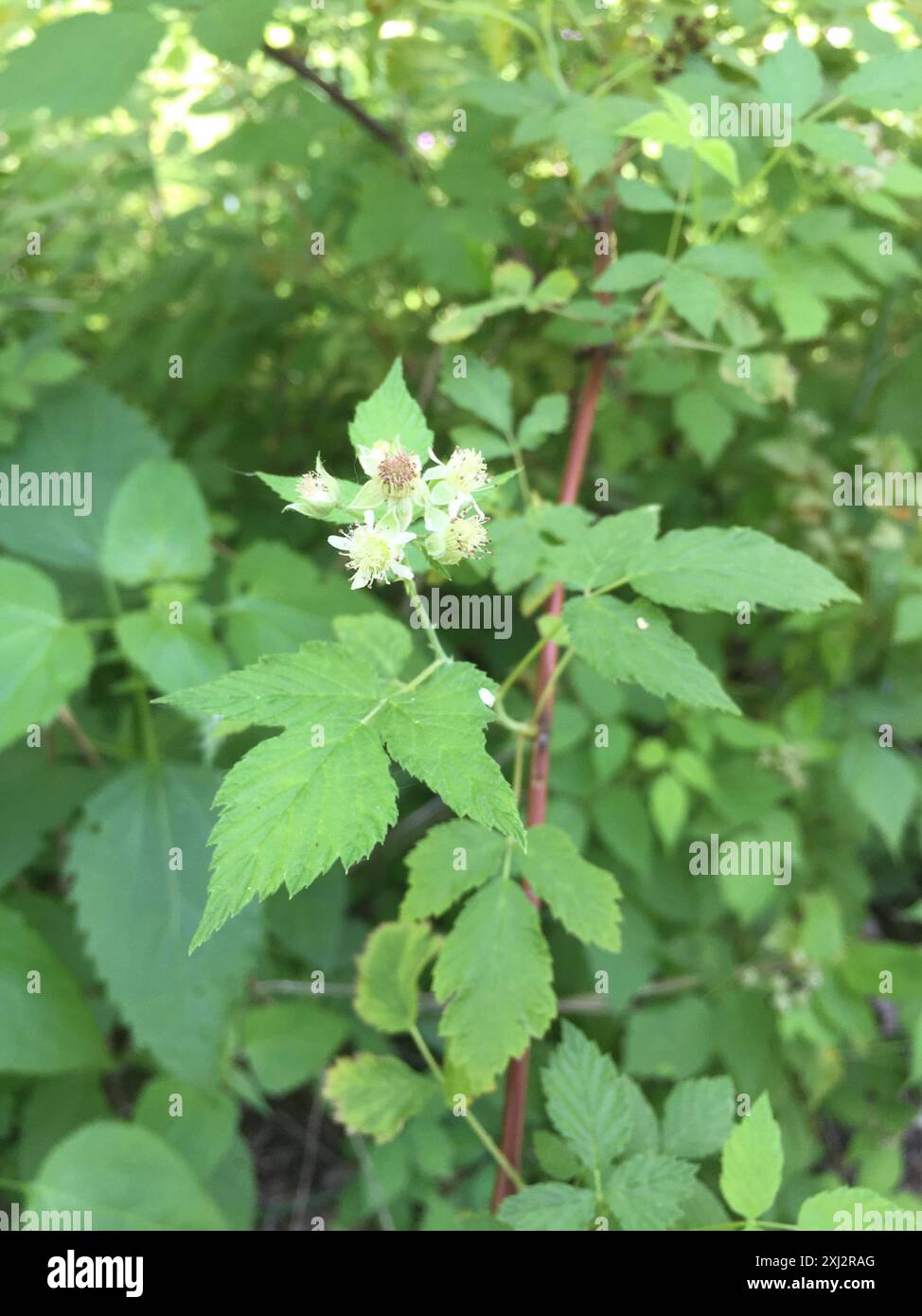 blackberry orange rust (Gymnoconia peckiana) Fungi Stock Photo - Alamy