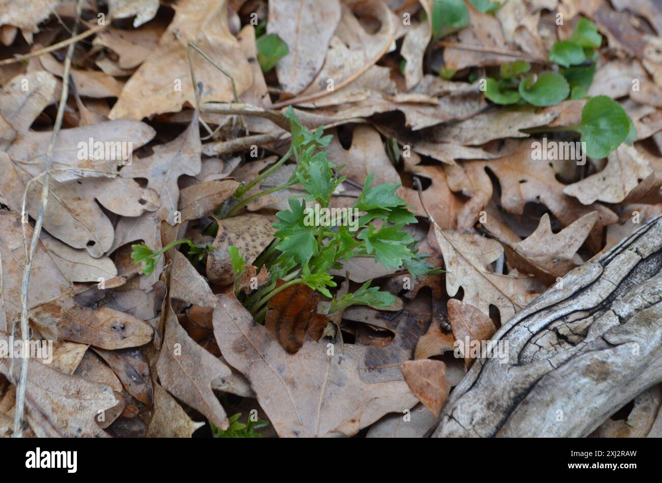 eastern American blue violets (Borealiamericanae) Plantae Stock Photo ...