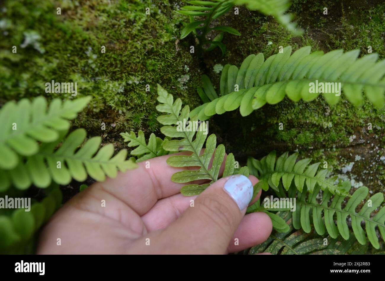 rock polypody (Polypodium virginianum) Plantae Stock Photo - Alamy