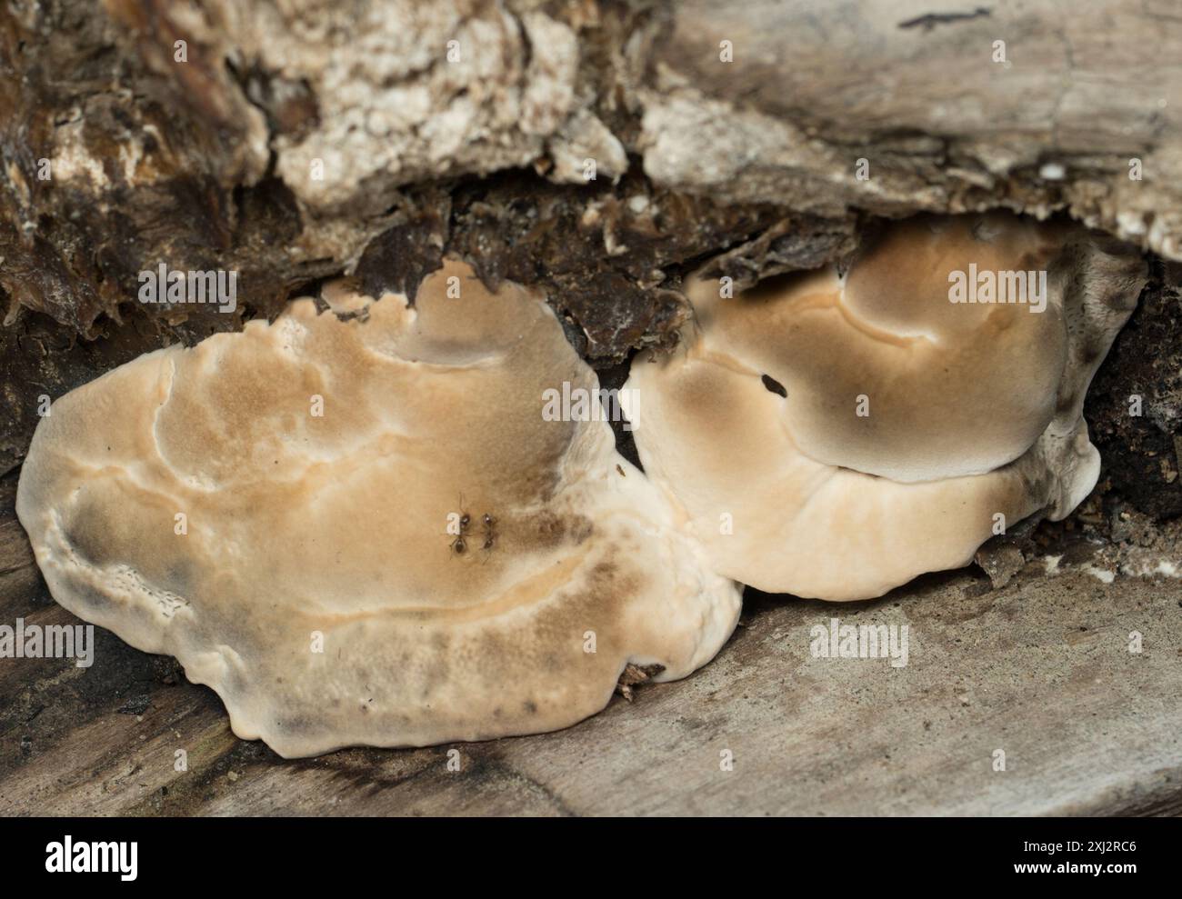 shelf fungi (Polyporales) Fungi Stock Photo - Alamy