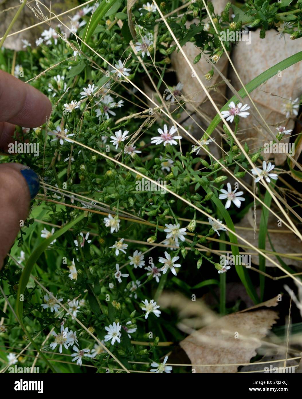 white heath aster (Symphyotrichum ericoides) Plantae Stock Photo - Alamy