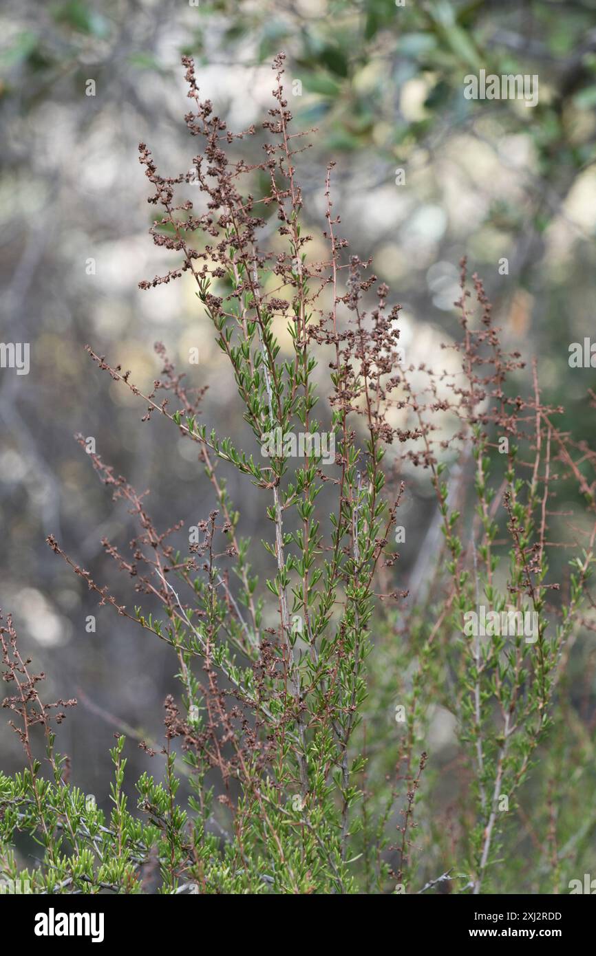chamise (Adenostoma fasciculatum) Plantae Stock Photo - Alamy