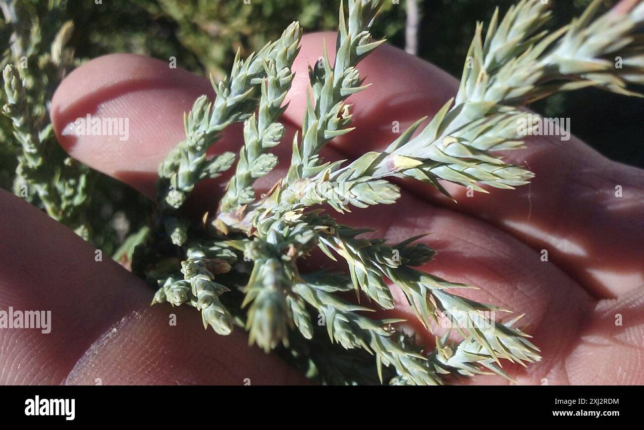 Sierra juniper (Juniperus grandis) Plantae Stock Photo - Alamy