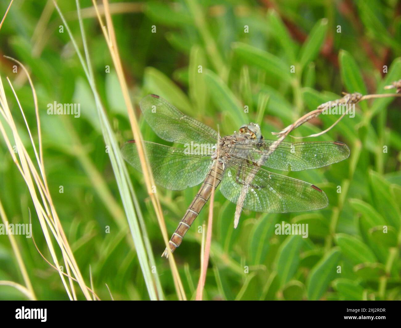 Southern Skimmer (Orthetrum brunneum) Insecta Stock Photo - Alamy