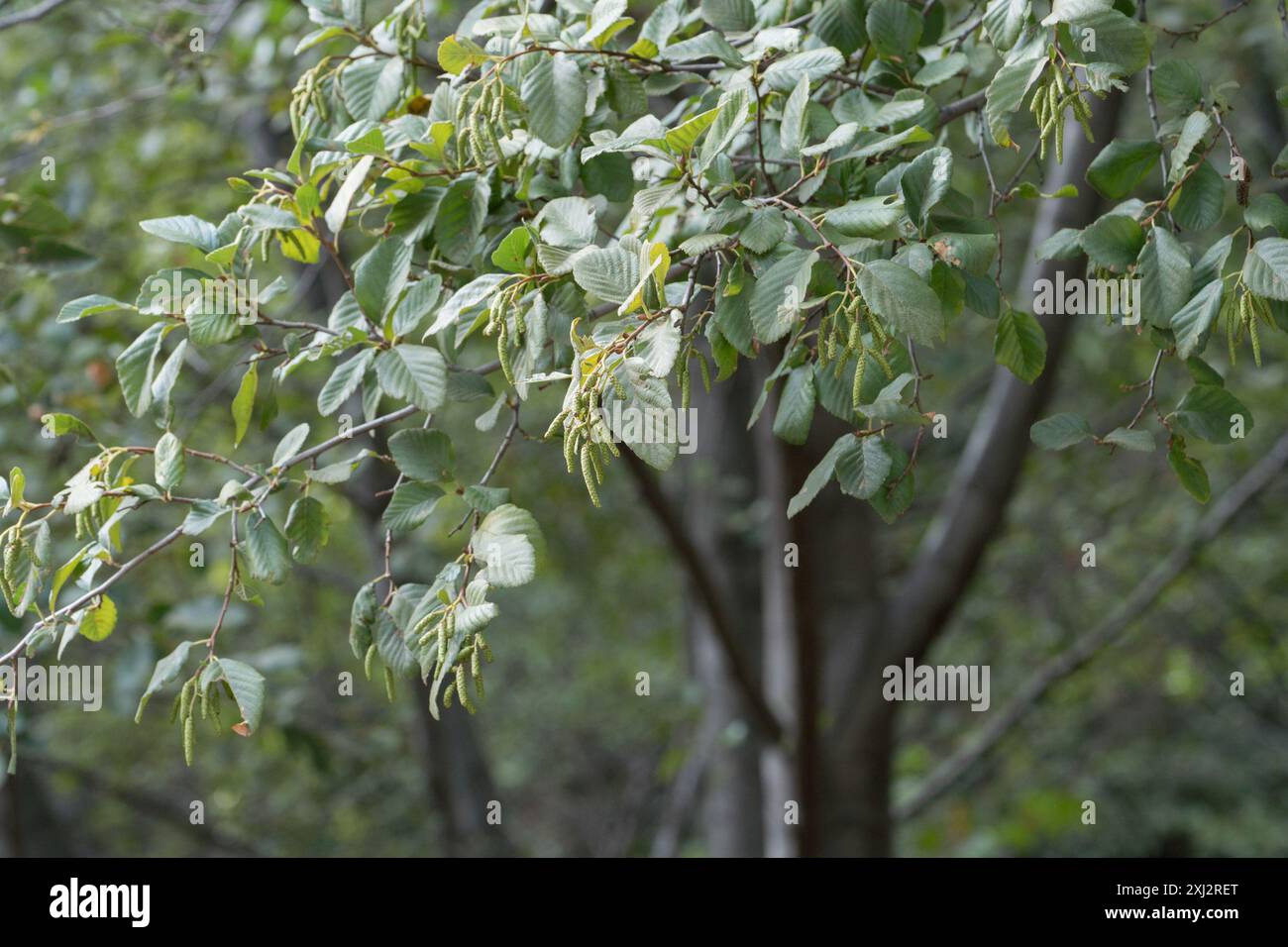 white alder (Alnus rhombifolia) Plantae Stock Photo - Alamy