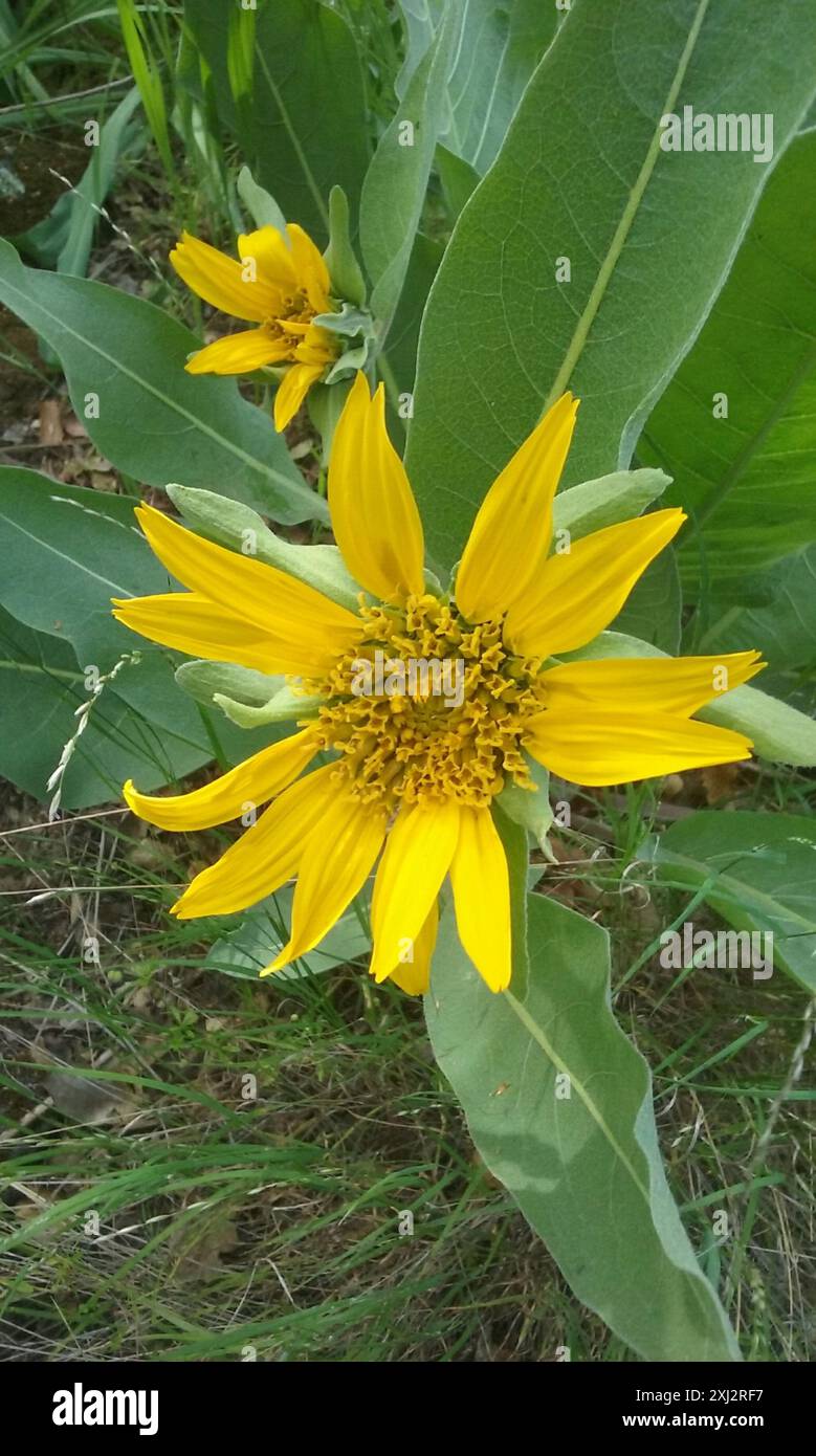 Gray Mule-Ears (Wyethia helenioides) Plantae Stock Photo - Alamy