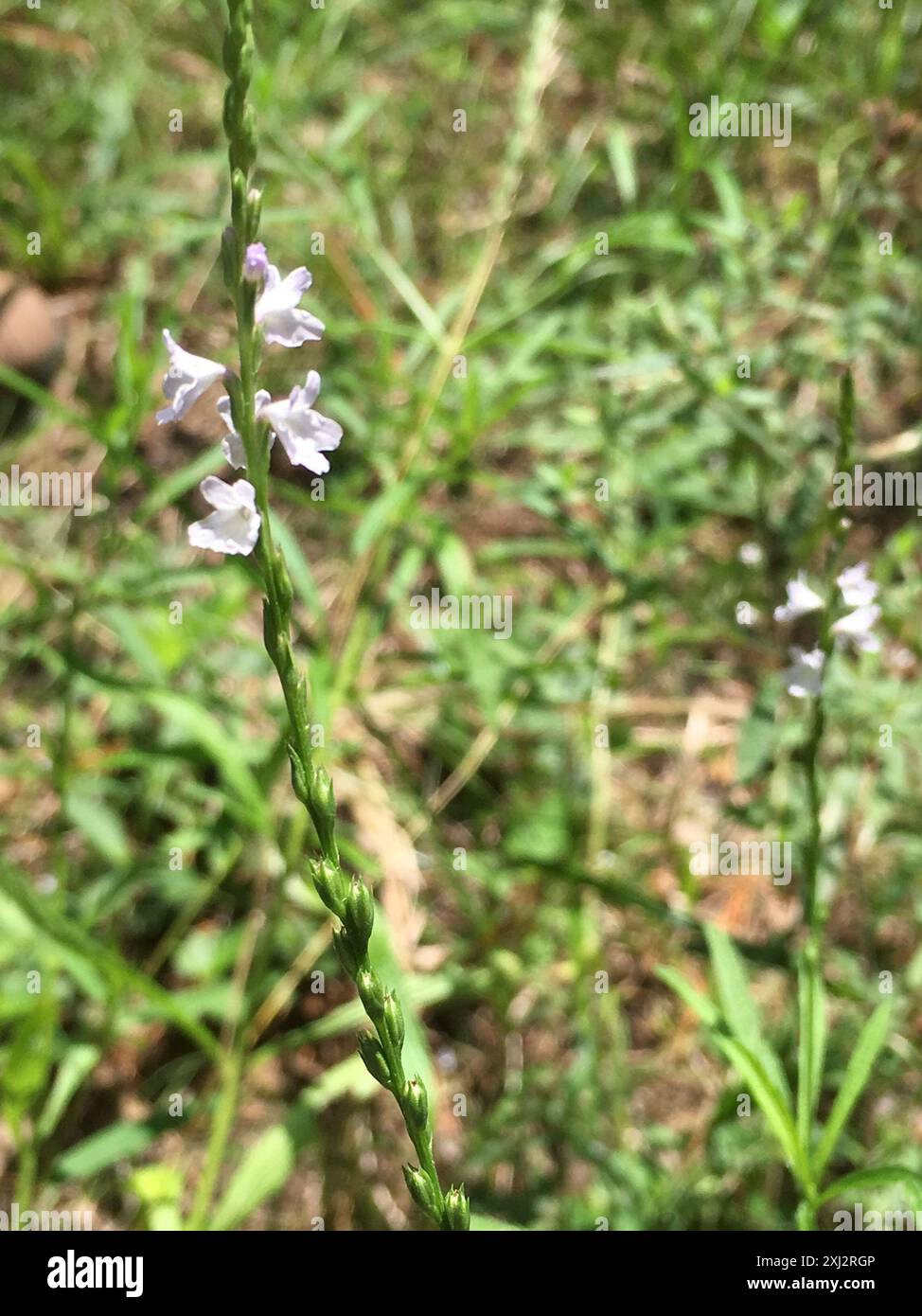 Verbena simplex hi-res stock photography and images - Alamy