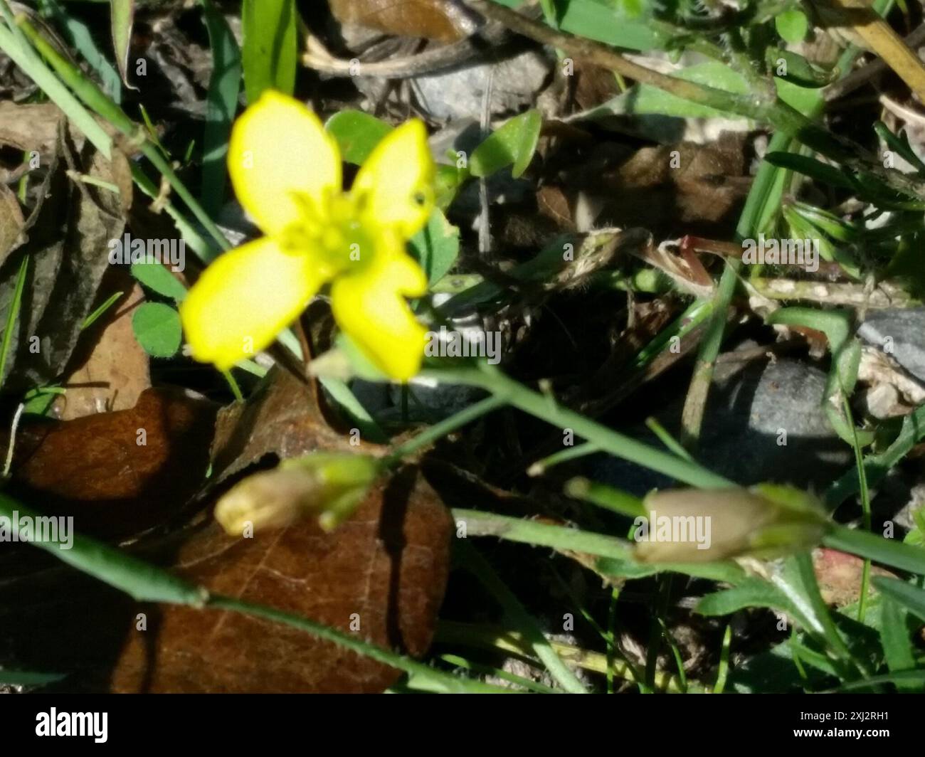 Perennial Wall-rocket (Diplotaxis tenuifolia) Plantae Stock Photo - Alamy