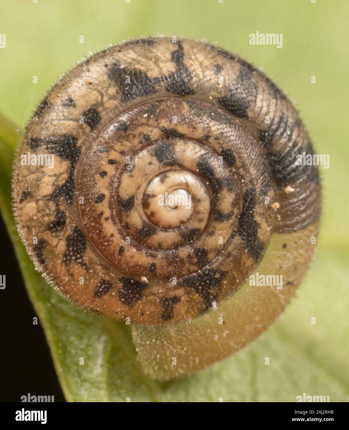Common Land Snails and Slugs (Stylommatophora) Mollusca Stock Photo - Alamy
