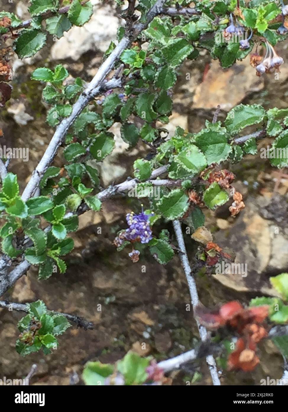 Wavyleaf Ceanothus (Ceanothus foliosus) Plantae Stock Photo - Alamy