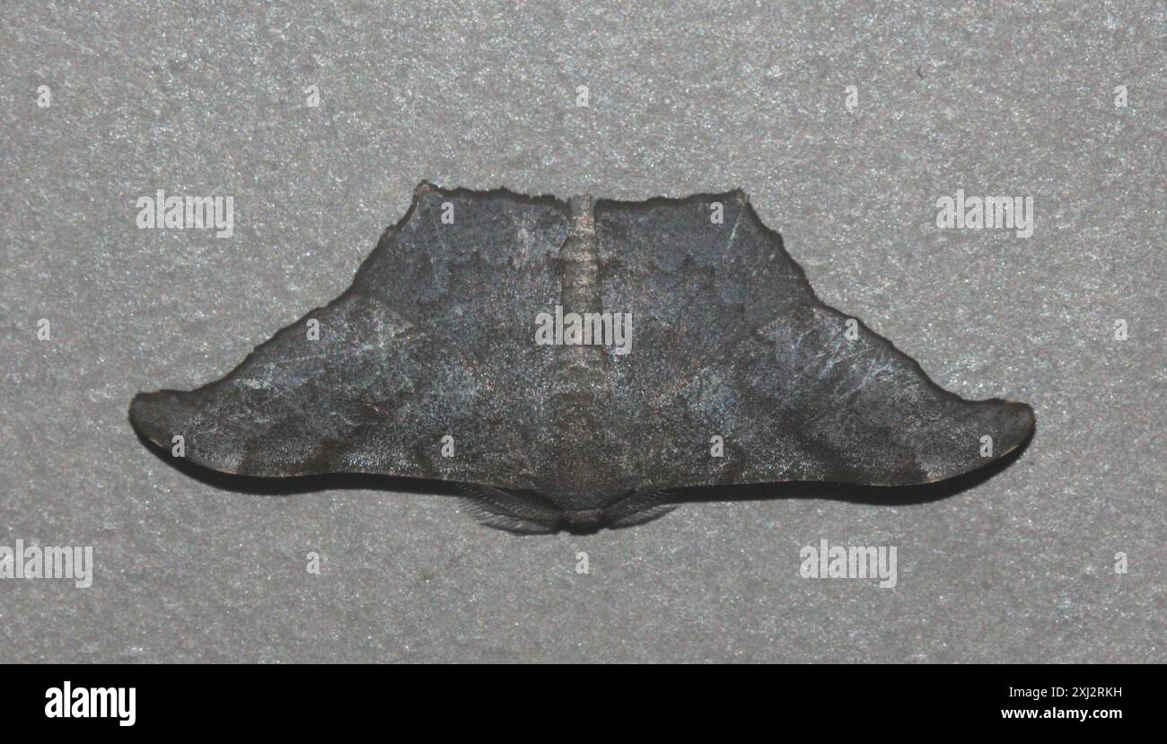 Hyposidra talaca hi-res stock photography and images - Alamy