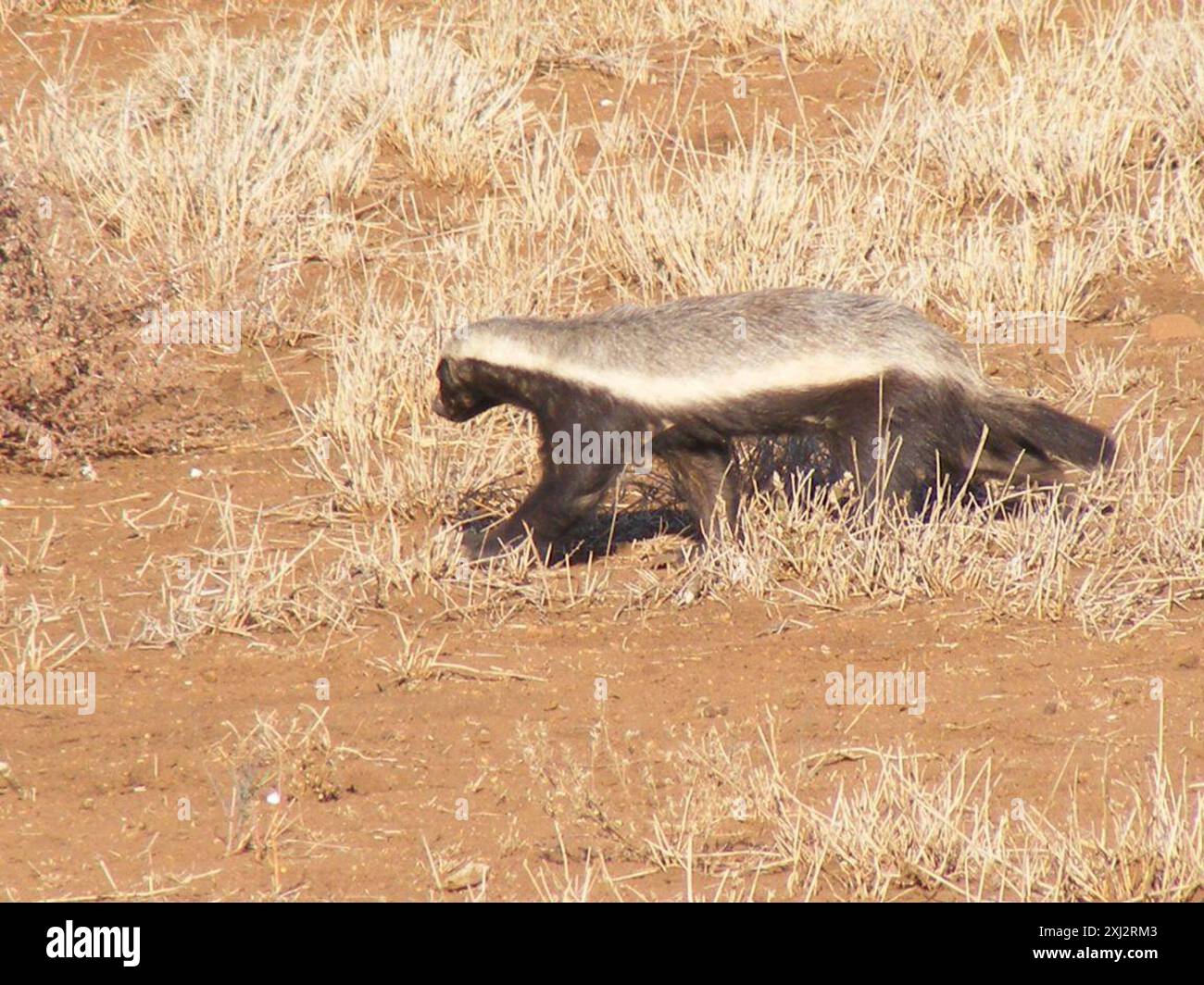 Cape Ratel (Mellivora capensis capensis) Mammalia Stock Photo - Alamy