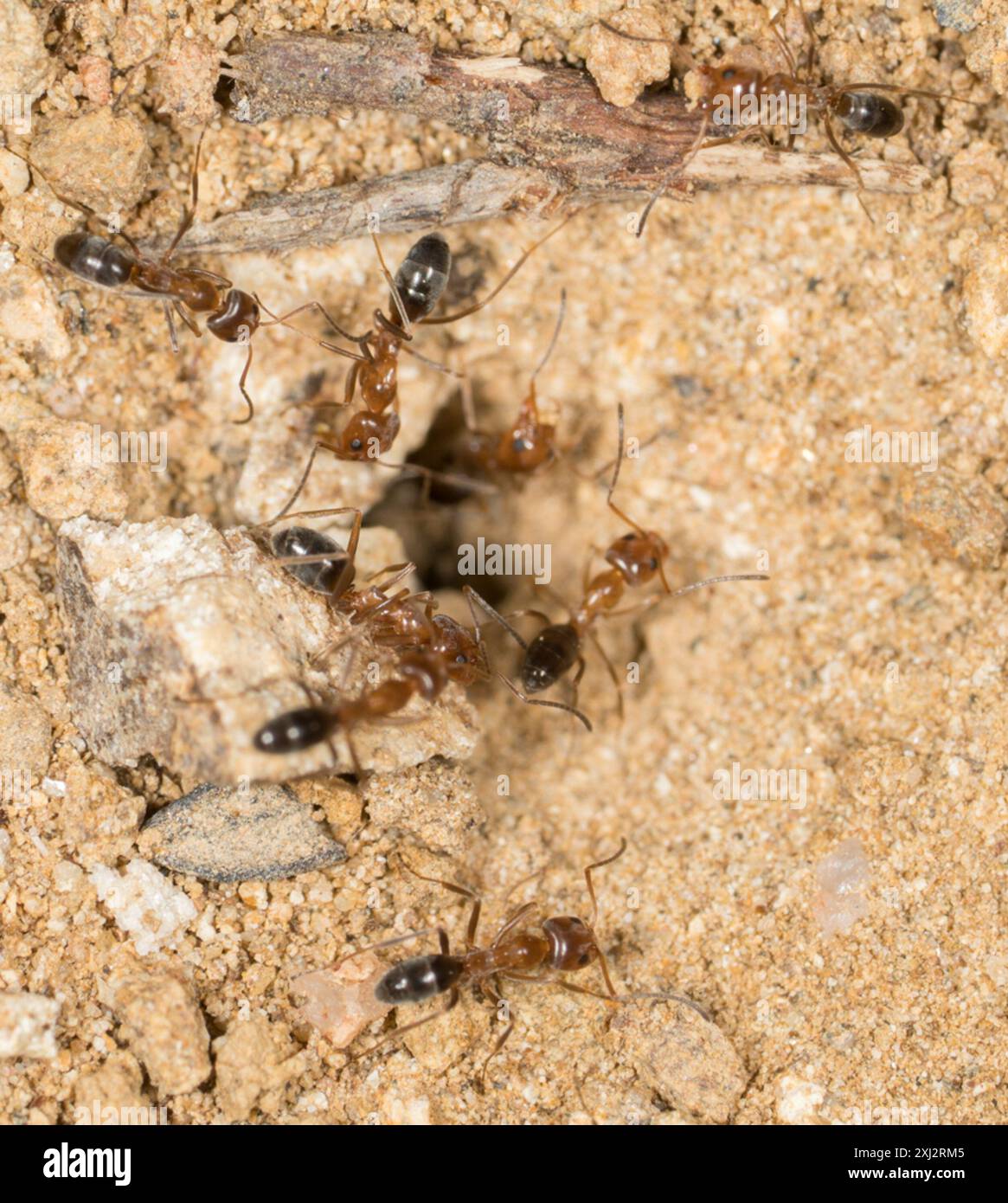 Bicolored Pyramid Ant (Dorymyrmex bicolor) Insecta Stock Photo - Alamy