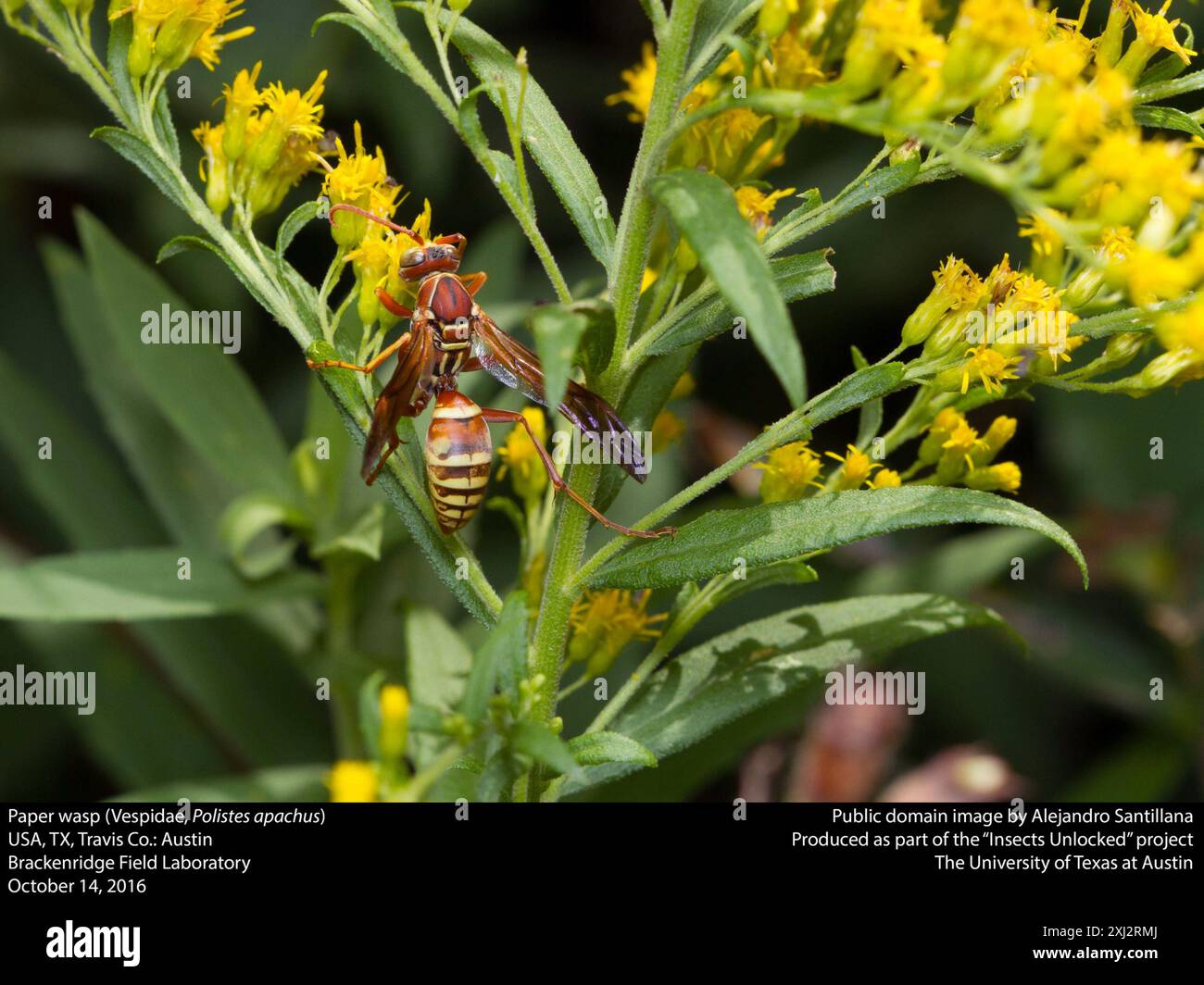 Apache Paper Wasp (Polistes apachus) Insecta Stock Photo - Alamy