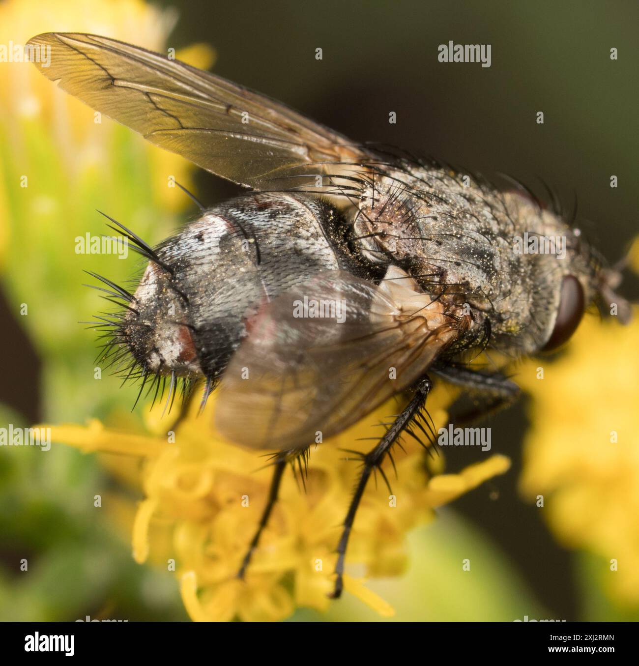Bristle Flies (Tachinidae) Insecta Stock Photo - Alamy