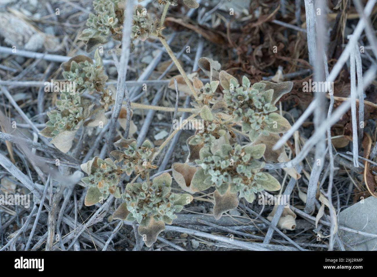 turkey mullein (Croton setiger) Plantae Stock Photo - Alamy