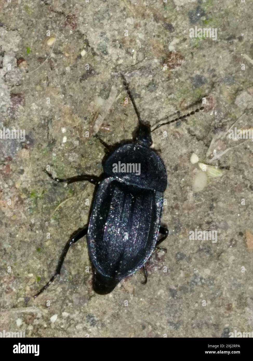 Black snail beetle (Phosphuga atrata) Insecta Stock Photo - Alamy