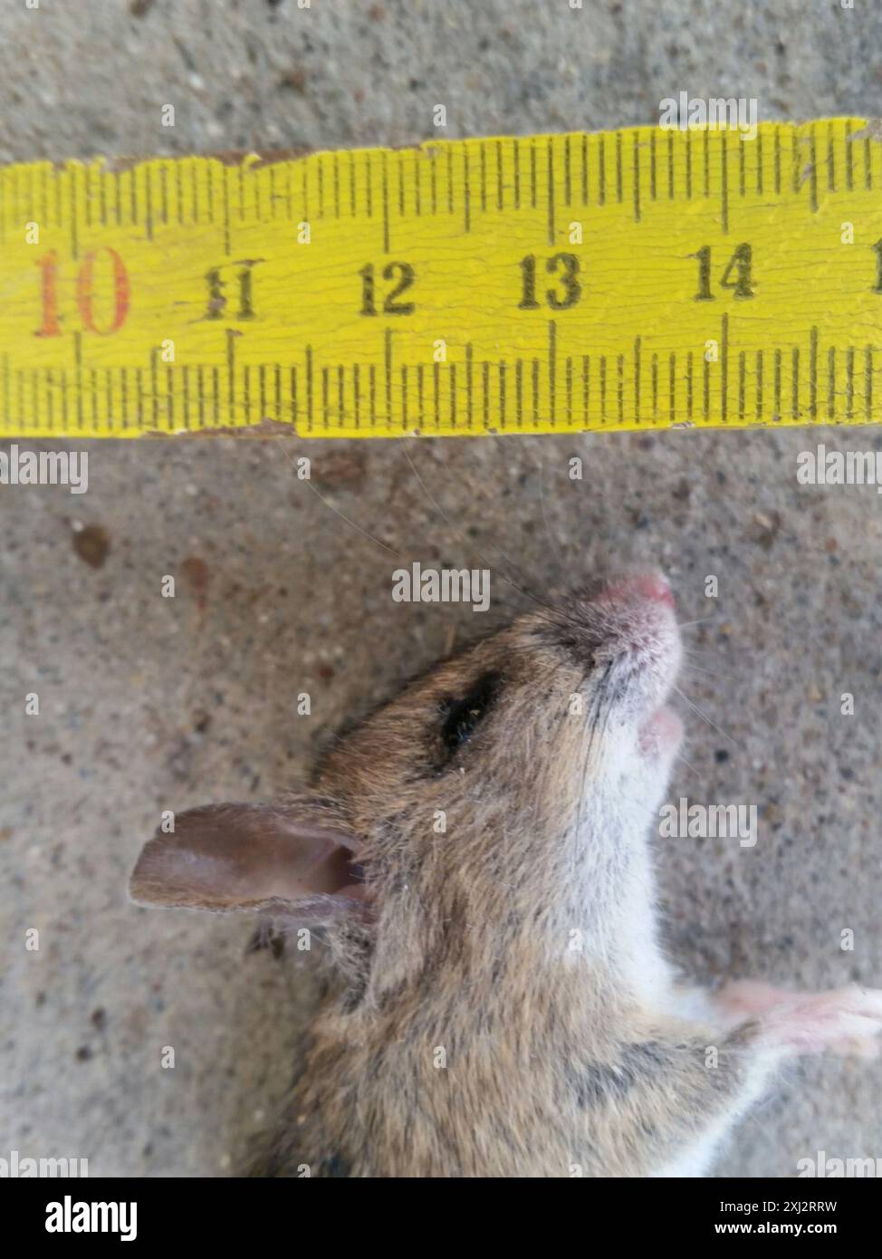 European Wood Mouse (Apodemus sylvaticus) Mammalia Stock Photo - Alamy